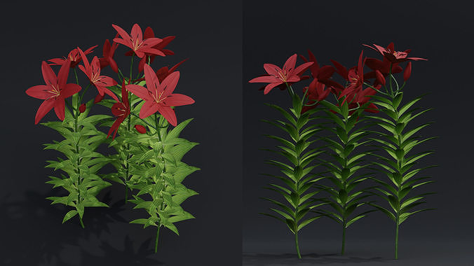 3D model Lilium Lily Plant VR / AR / low-poly | CGTrader