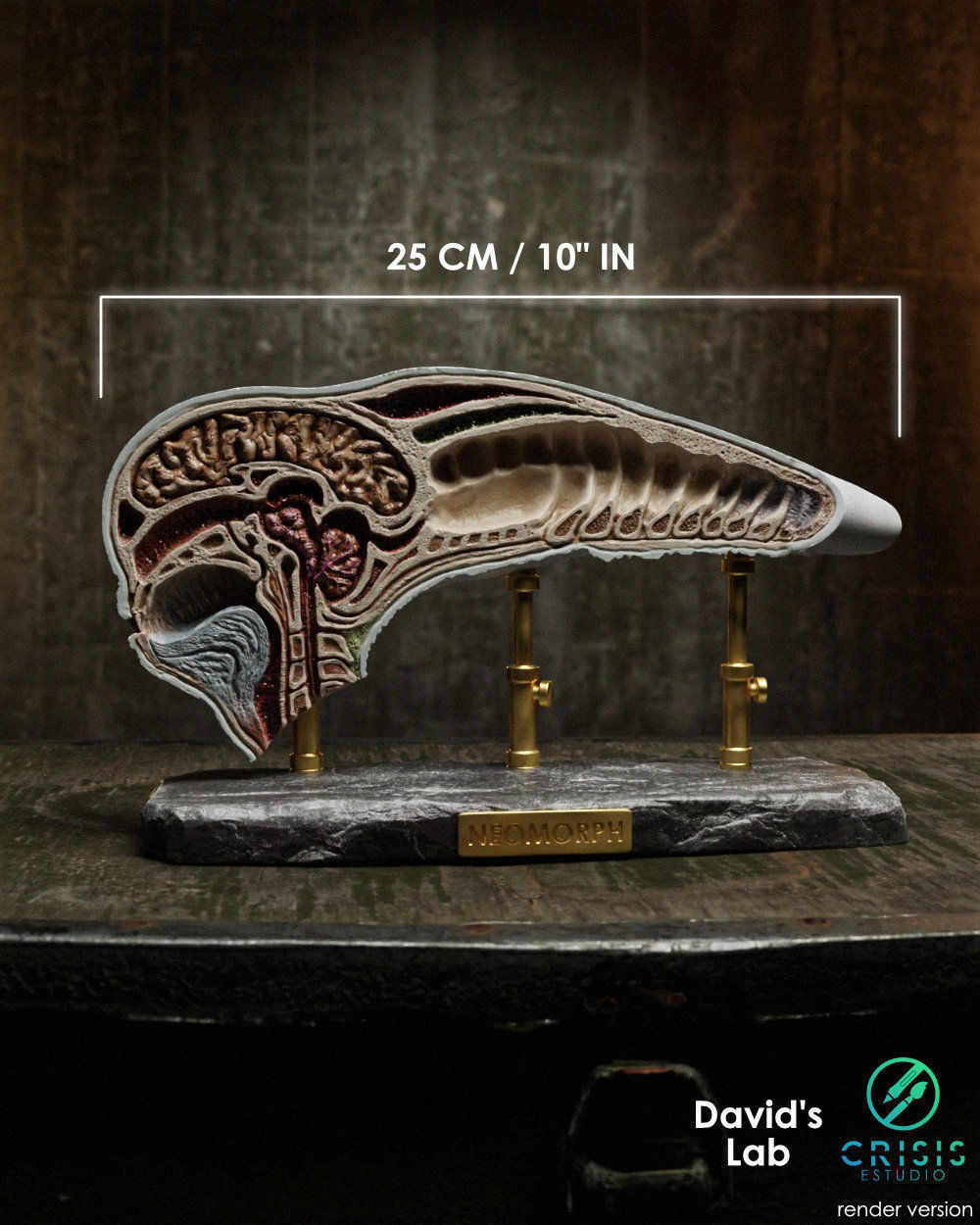 Alien covenant - Dissected neomorph head - Davids Lab 3D model 3D ...