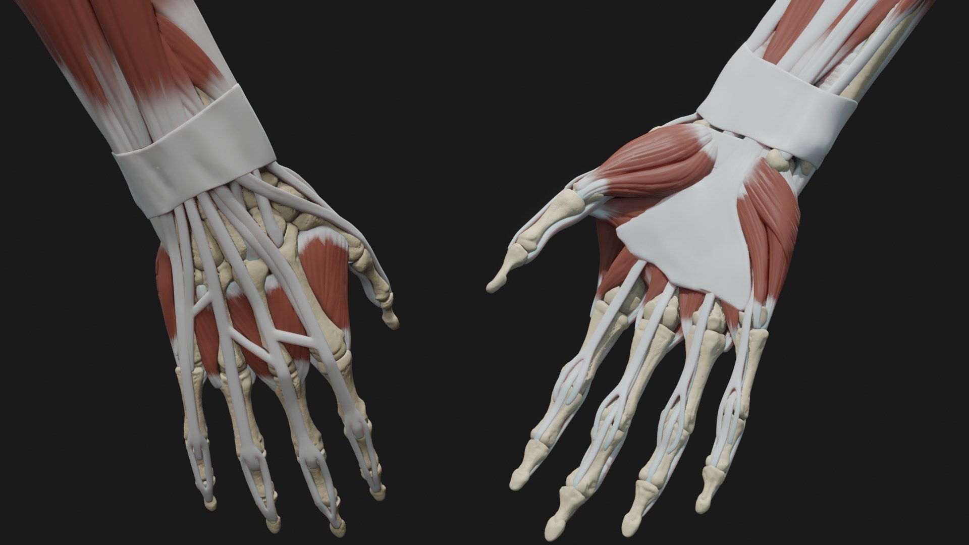 Skeleton and Muscles sculpt 3D model | CGTrader
