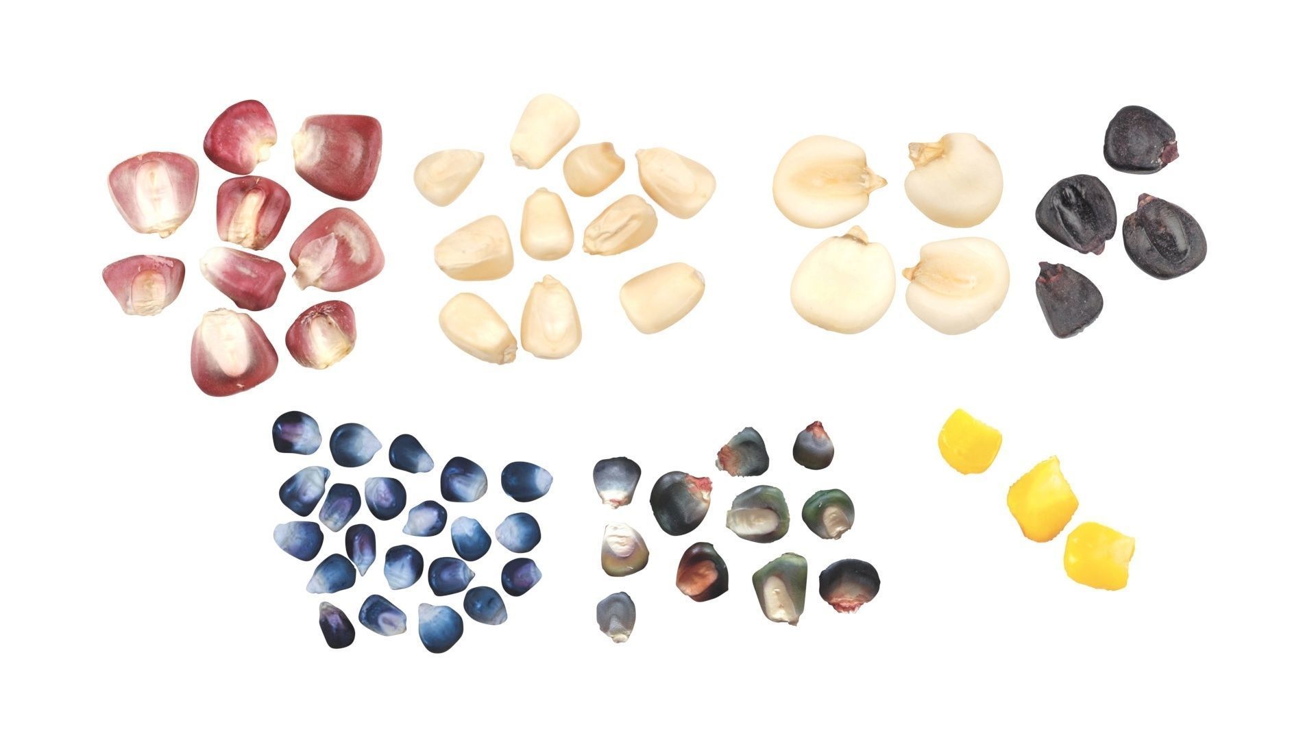 Colored Corn Kernels Set 3D model | CGTrader