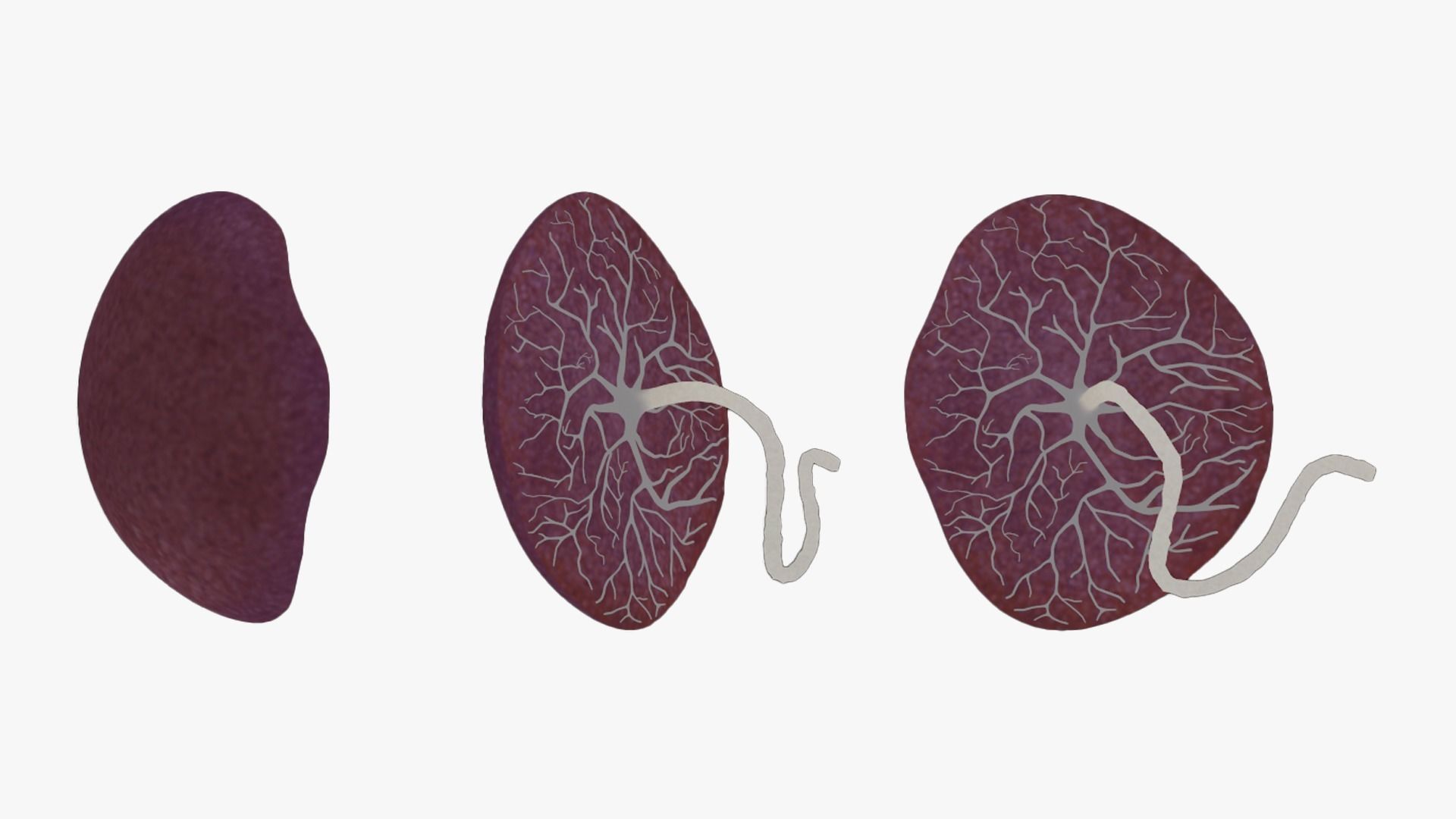 Placenta Anatomy 3D model | CGTrader