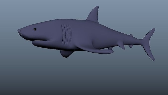 3d shark model 3D model | CGTrader