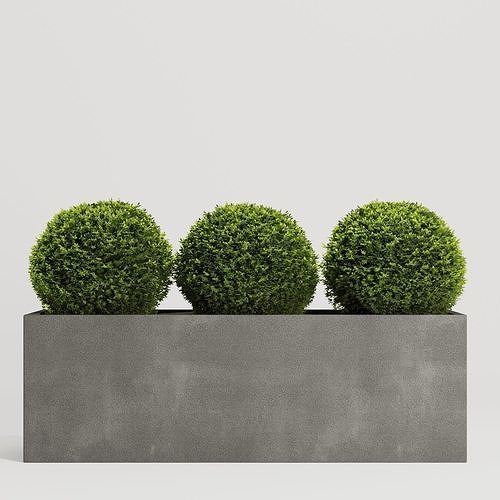 Boxwood Topiary Three Balls 3D model | CGTrader