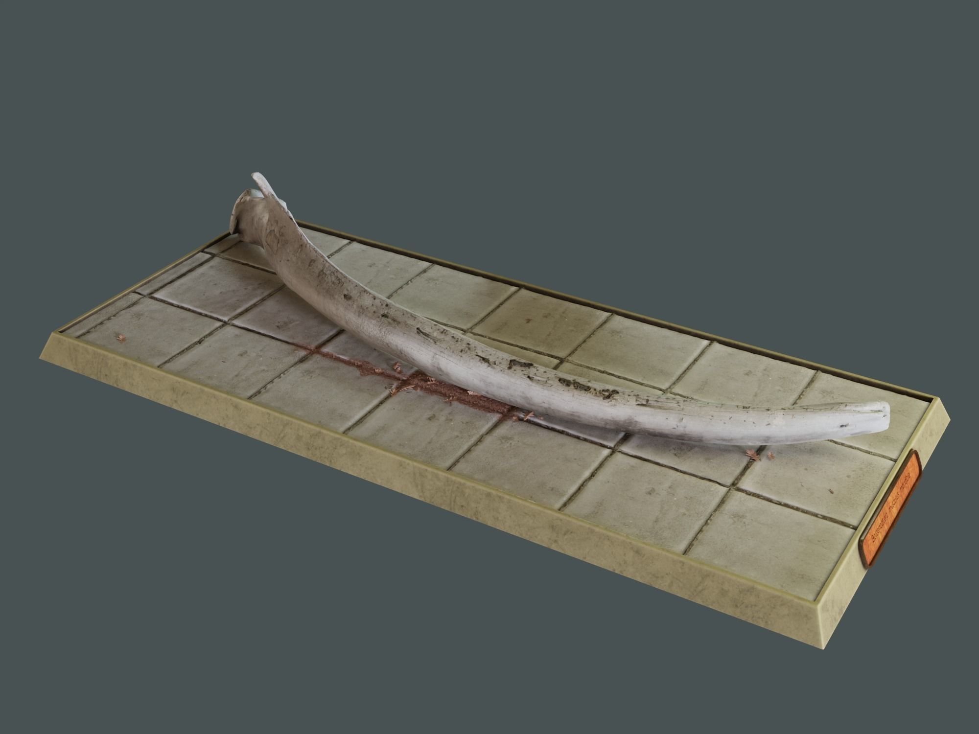 Whale mandible and PBR materials free VR / AR / low-poly 3D model ...