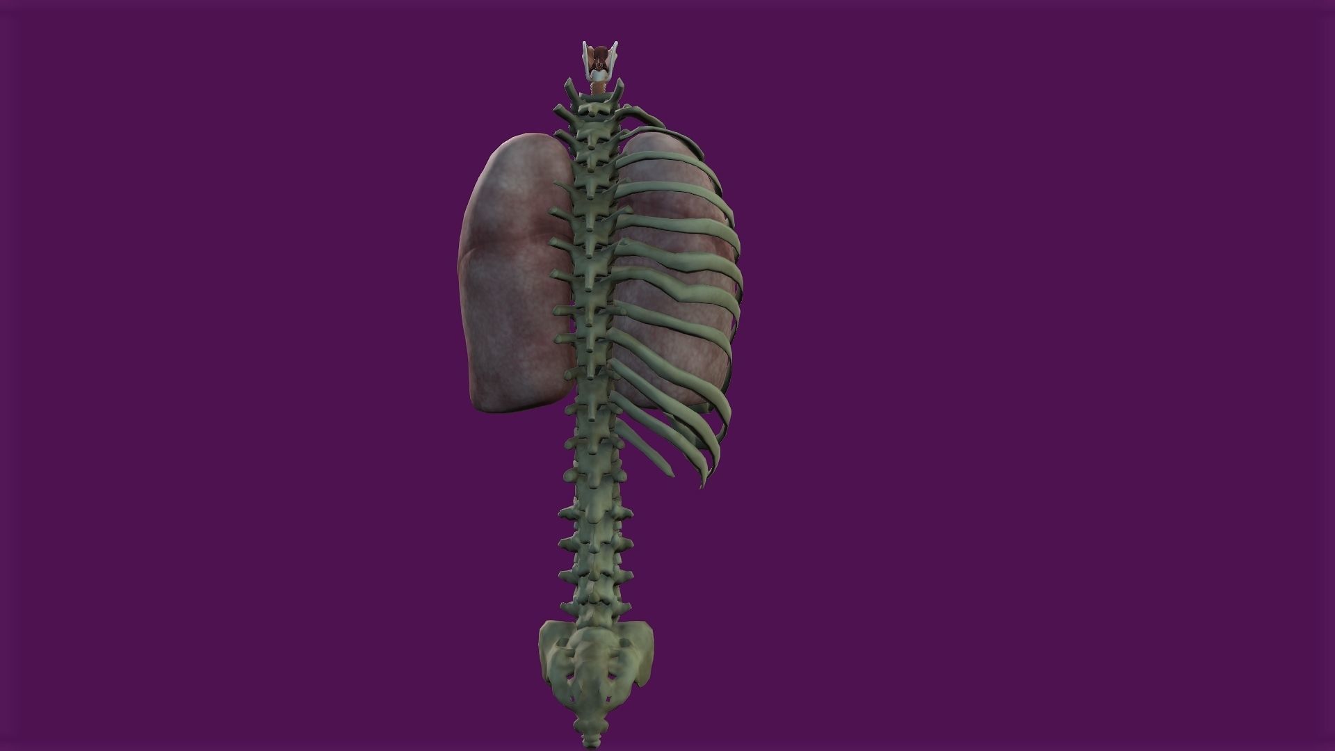 Respiratory System 3D model | CGTrader
