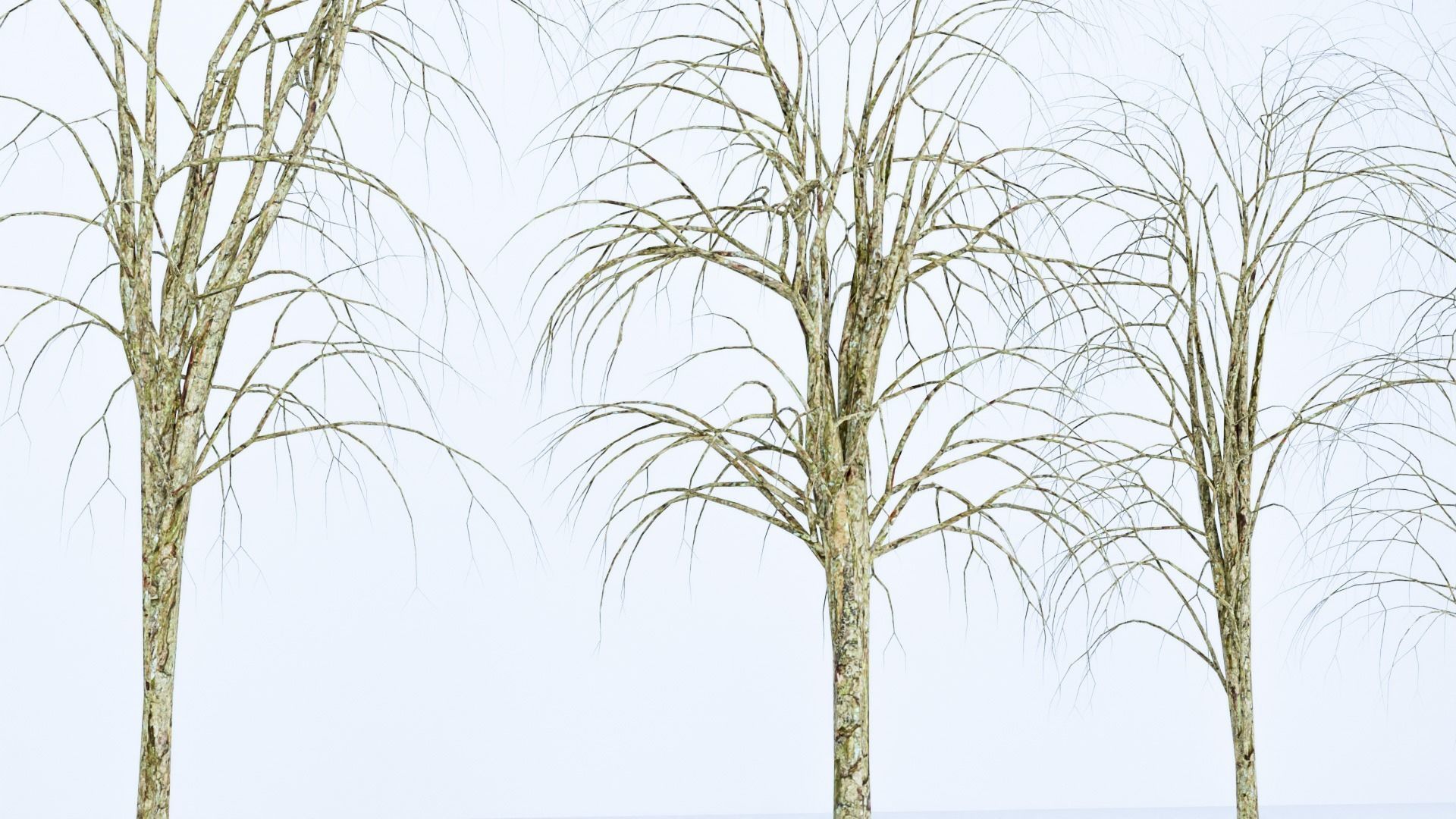 Dry Trees Pack 01 3D model | CGTrader