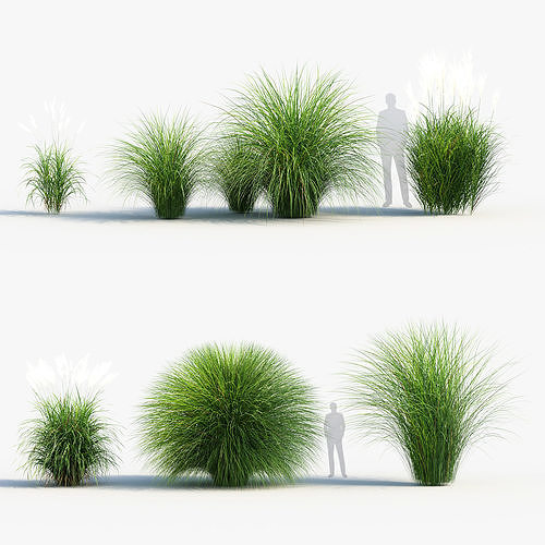 Miscanthus sinensis Eulalia grass 3D model | CGTrader