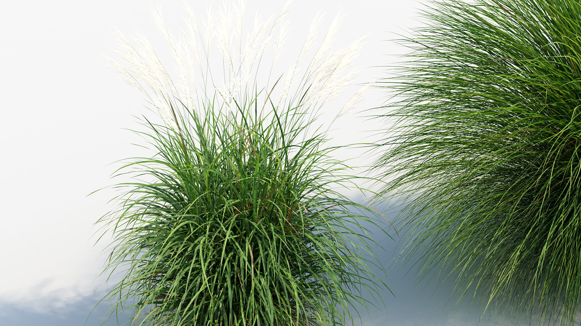 Miscanthus sinensis Eulalia grass 3D model | CGTrader