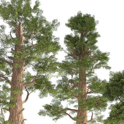 3D model Giant sequoia Redwood trees VR / AR / low-poly | CGTrader