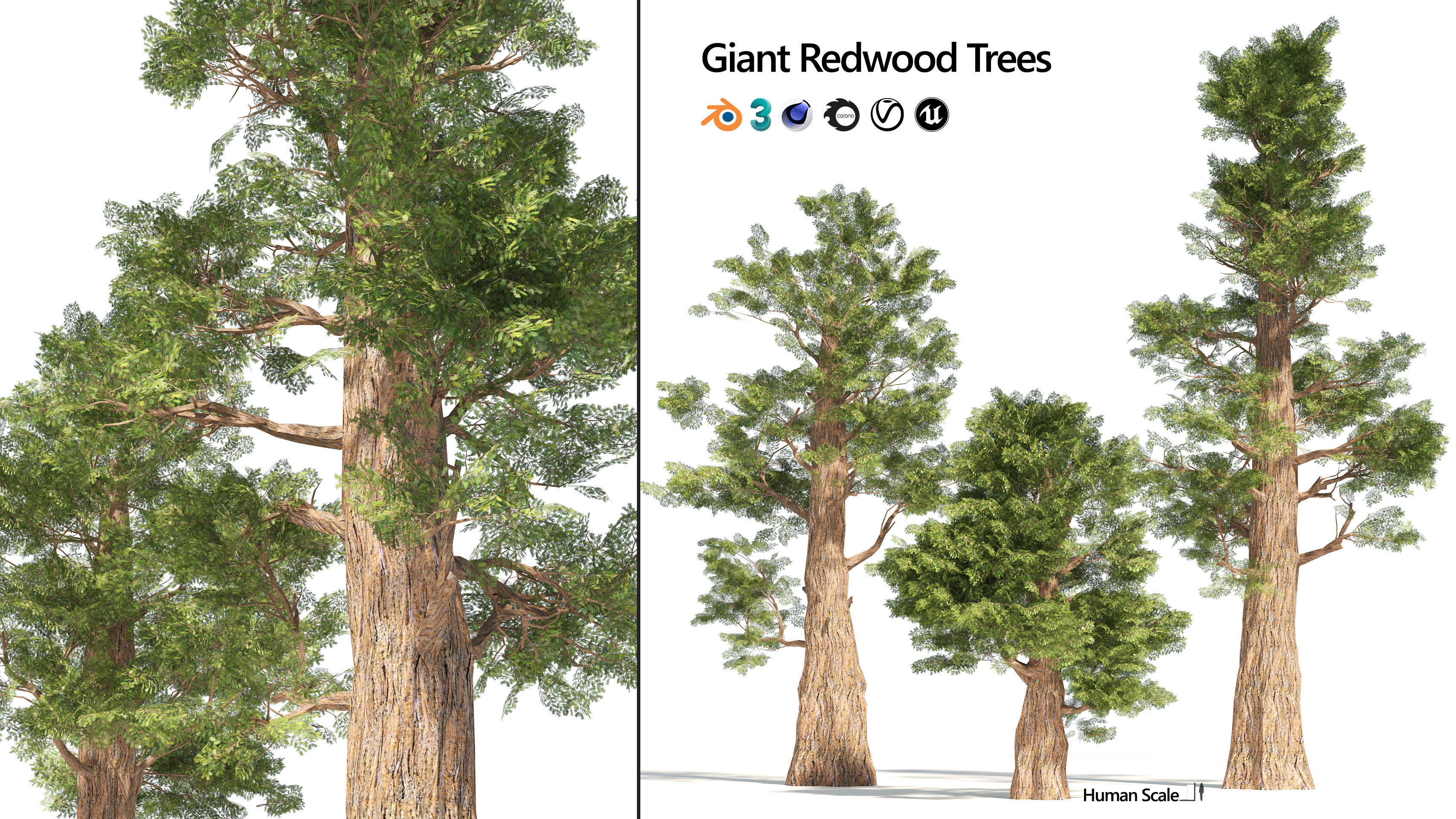 3D model Giant sequoia Redwood trees VR / AR / low-poly | CGTrader