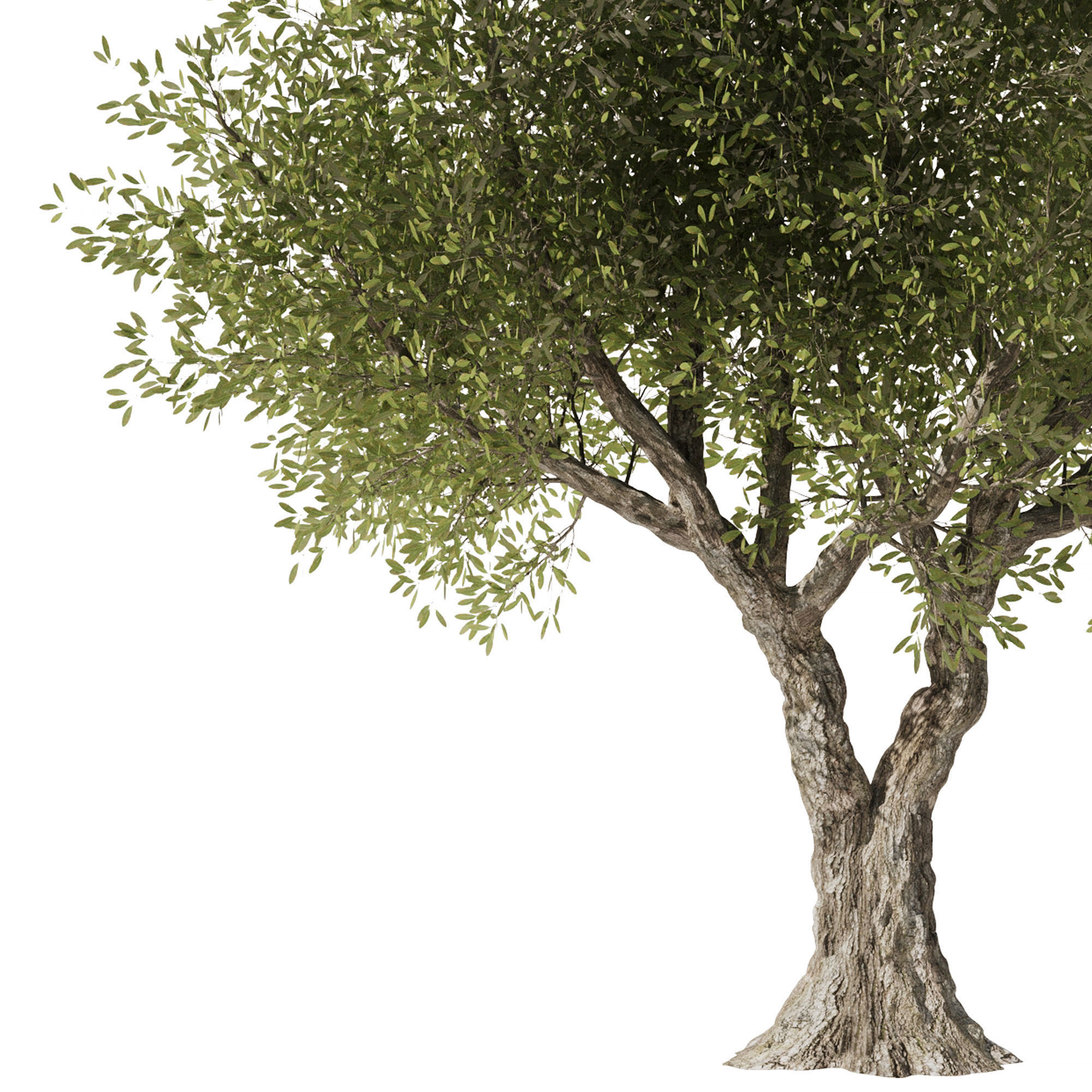Olive Tree Set3 3D model | CGTrader