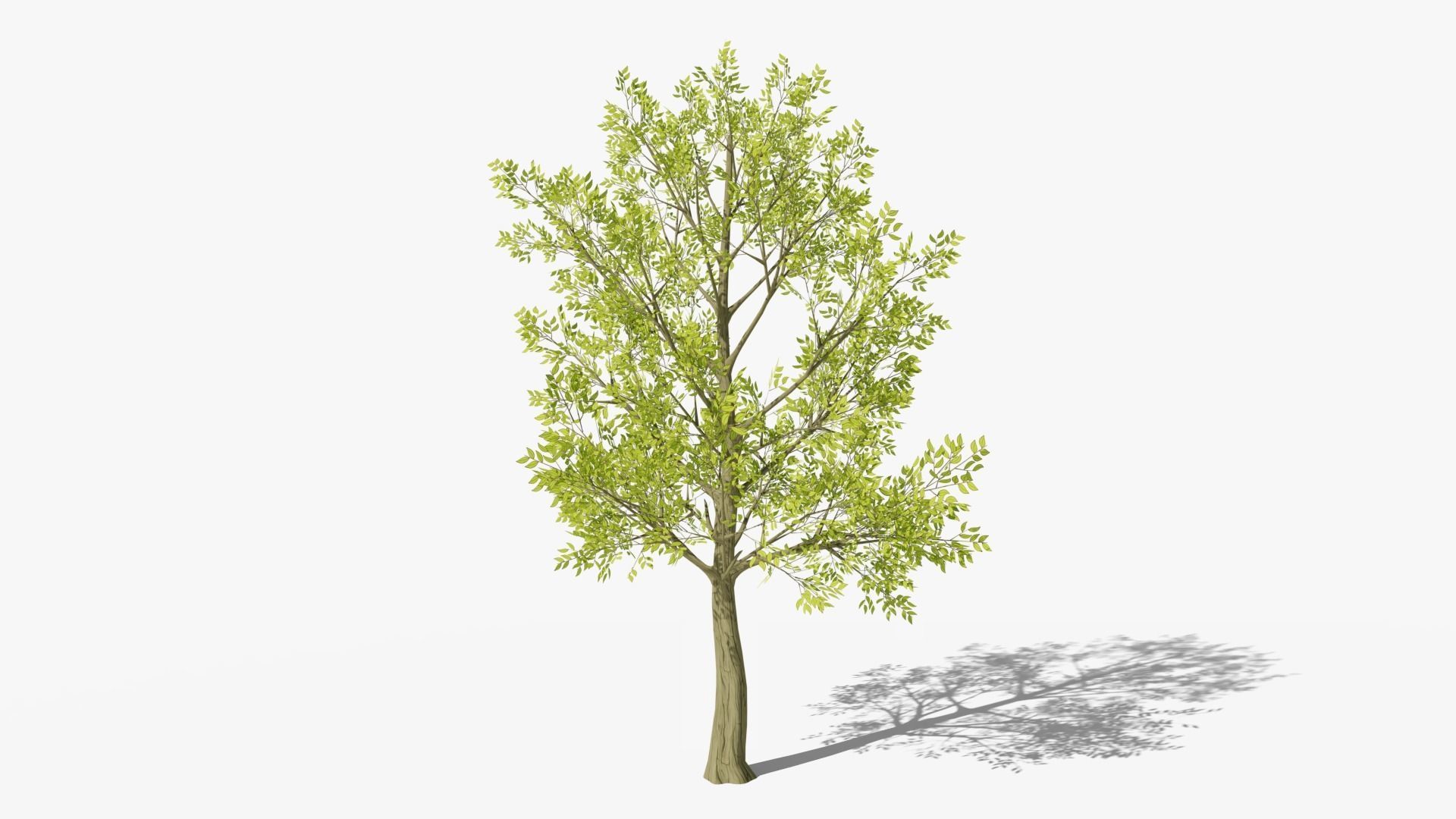 3D model Stylized Cartoon Beech Tree VR / AR / low-poly | CGTrader