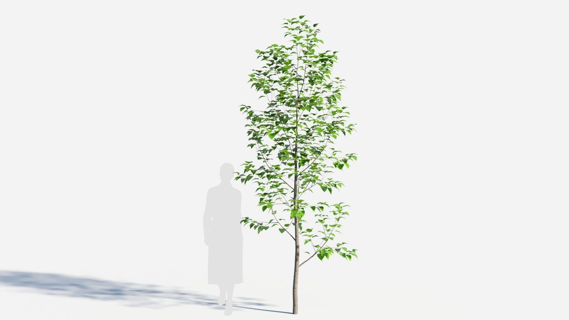Populus balsamifera tree-2 3D model | CGTrader