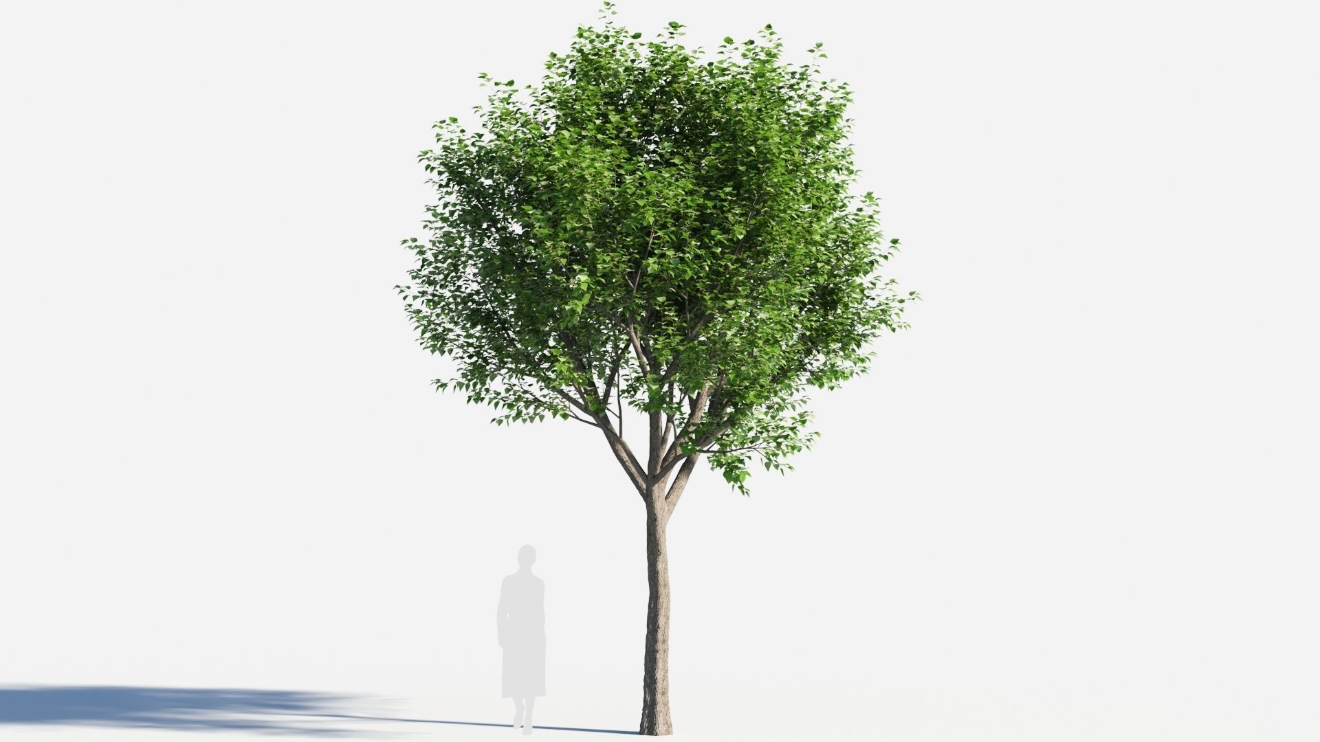 Populus balsamifera tree-4 3D model | CGTrader
