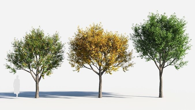 Populus balsamifera tree-4 3D model | CGTrader