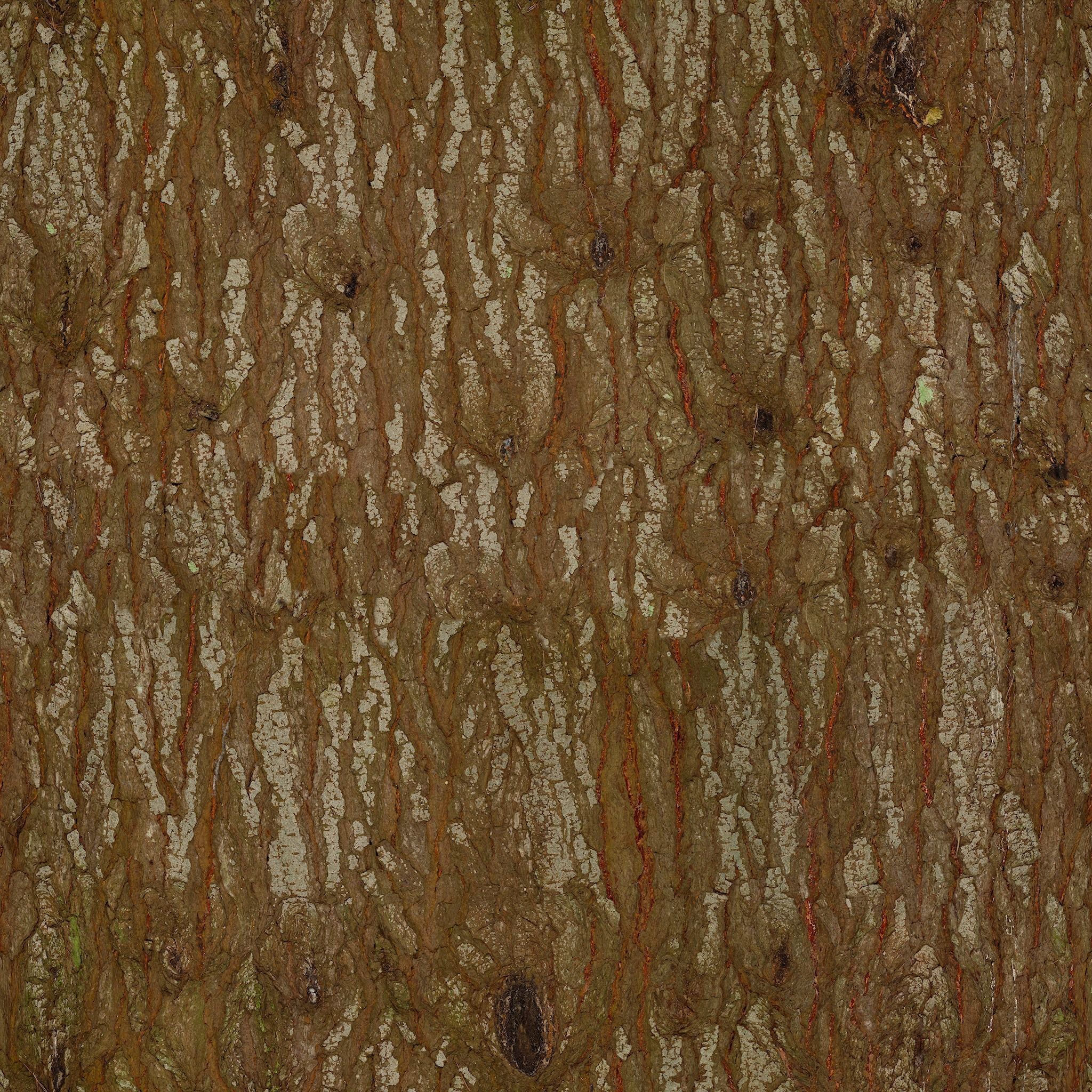 Japanese topiary - cloud prunning pine tree 3D model 3D model | CGTrader