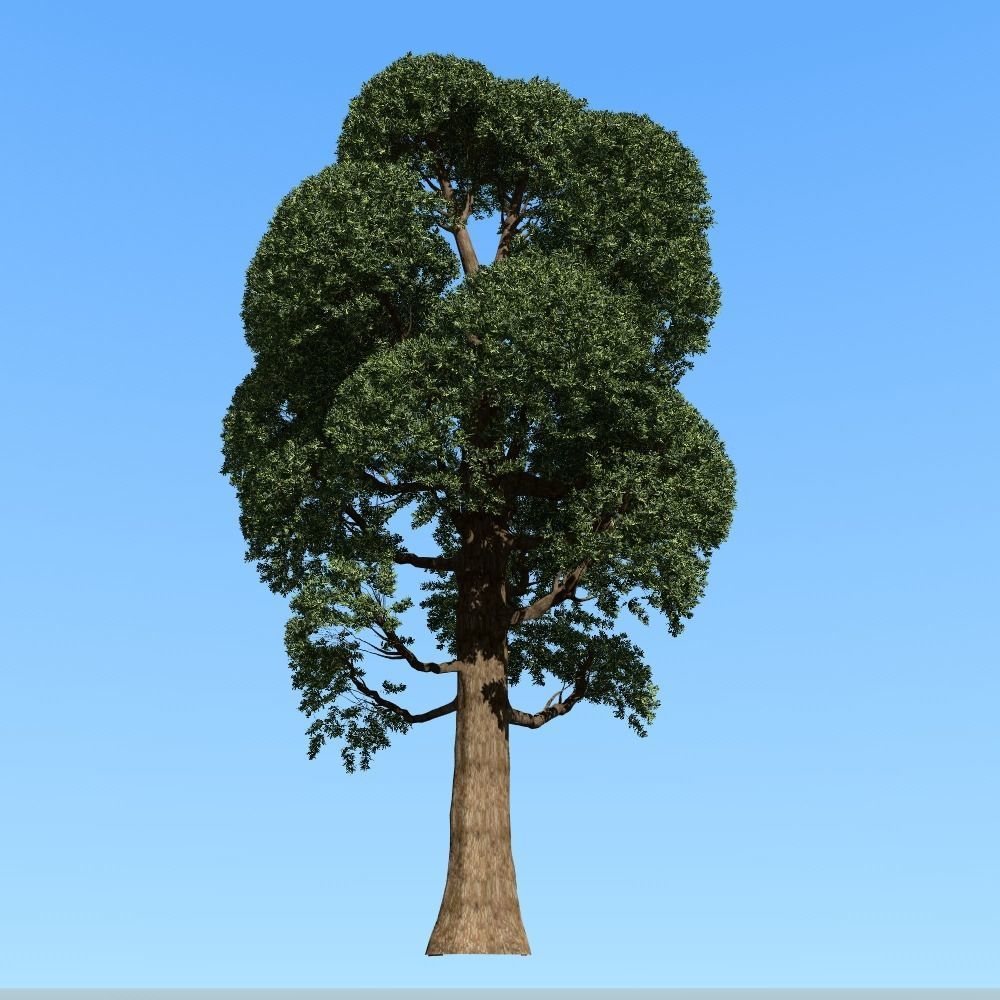 Japanese topiary - cloud prunning pine tree 3D model 3D model | CGTrader