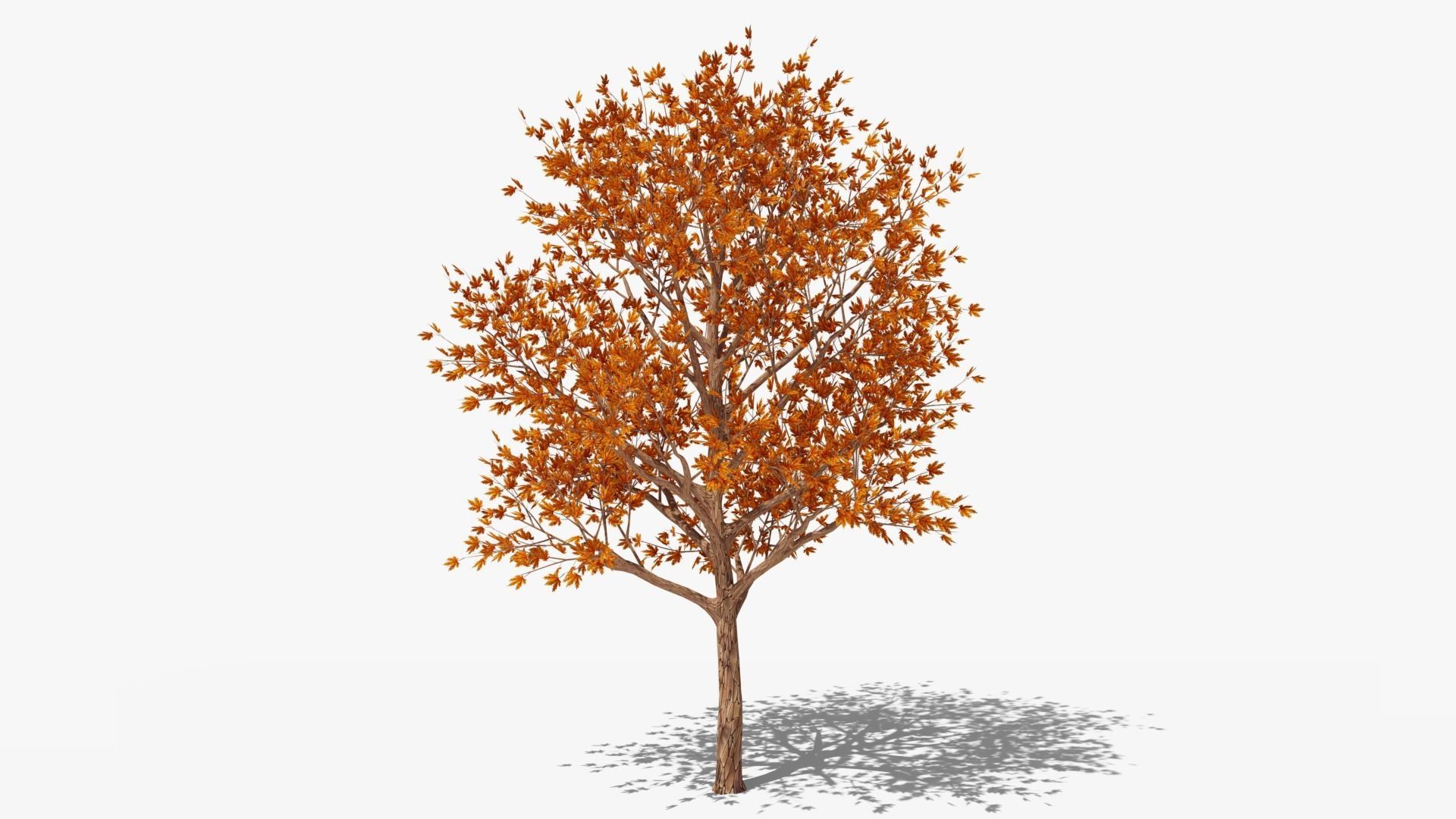 3D Model Collection Stylized Cartoon Maples Set VR / AR / low-poly ...