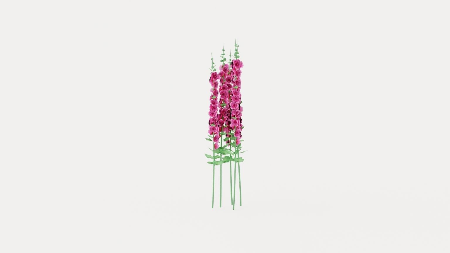 3D model Hollyhock Chaters Double Pink VR / AR / low-poly | CGTrader