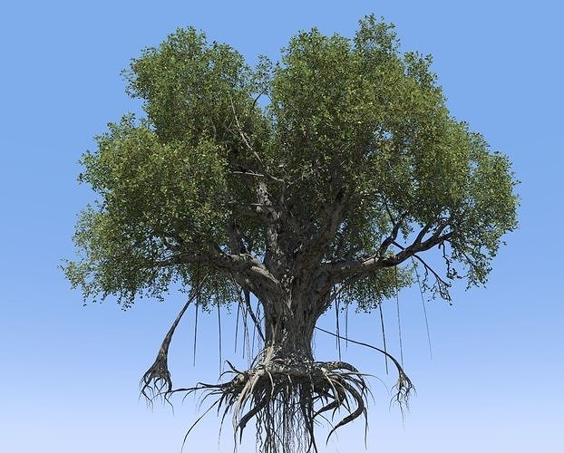High quality Large banyan tree 01 3D model | CGTrader