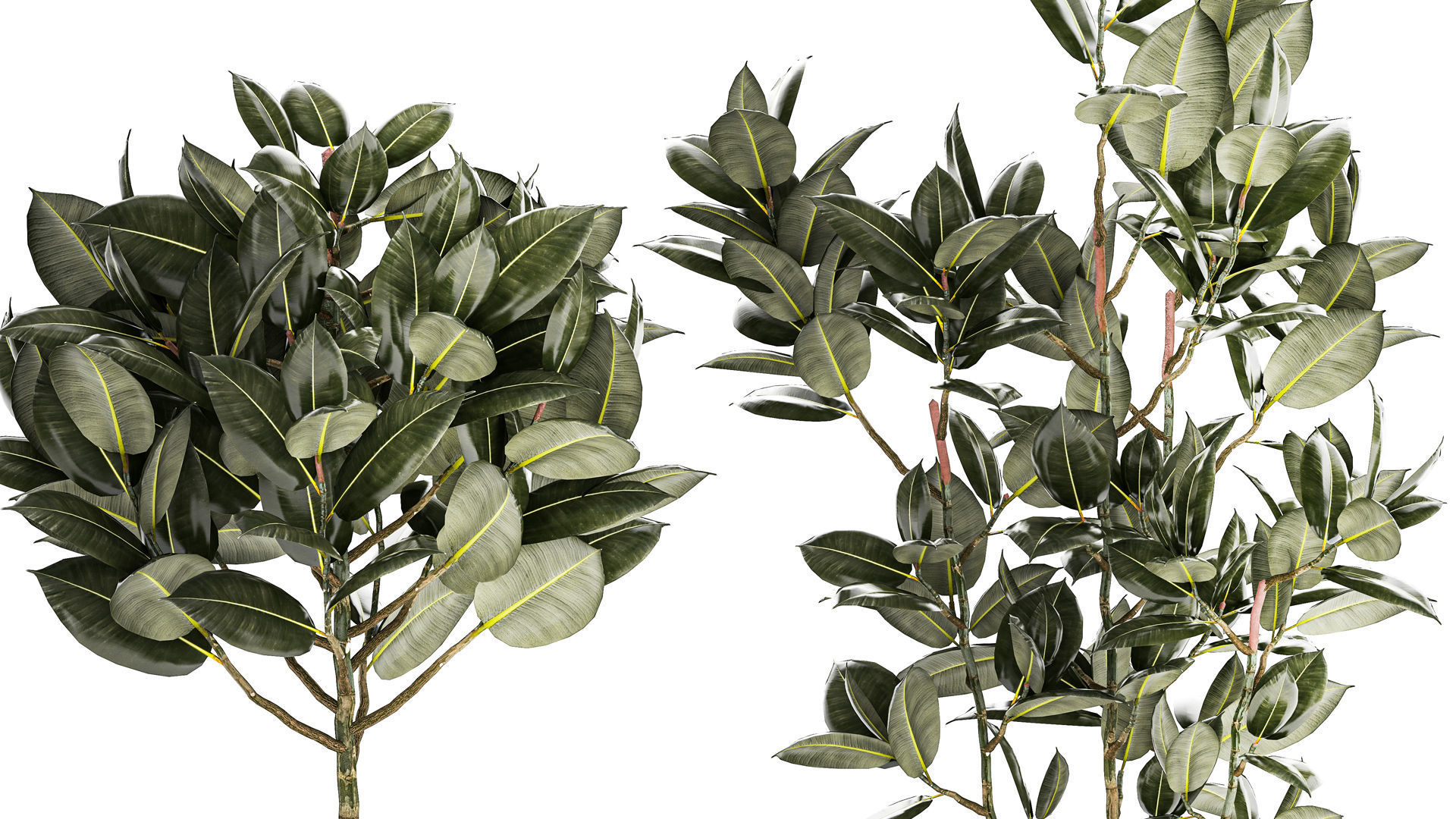 Beautiful Ficus elastica trees in a flower pot 1324 3D model | CGTrader