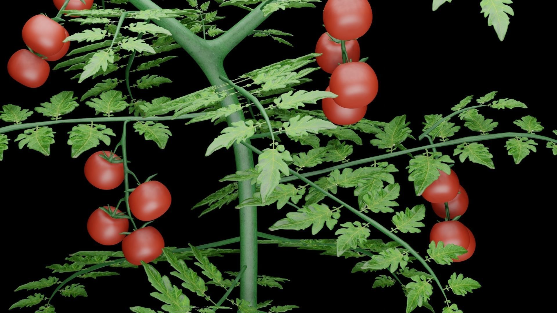 3D model tomato plant VR / AR / low-poly | CGTrader
