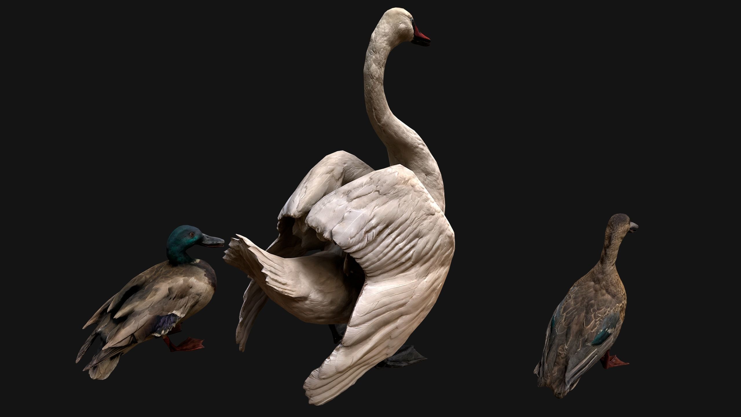 3D model Swan and Ducks Birds Pack VR / AR / low-poly | CGTrader