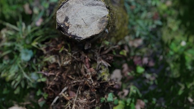 tree trunk 3D model | CGTrader