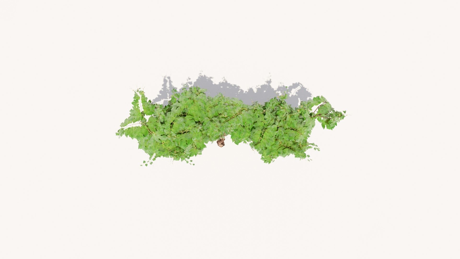 Grapevine Plant 001 Var 006 3D model | CGTrader