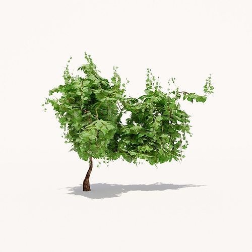 Grapevine Plant 001 Var 005 3D model | CGTrader