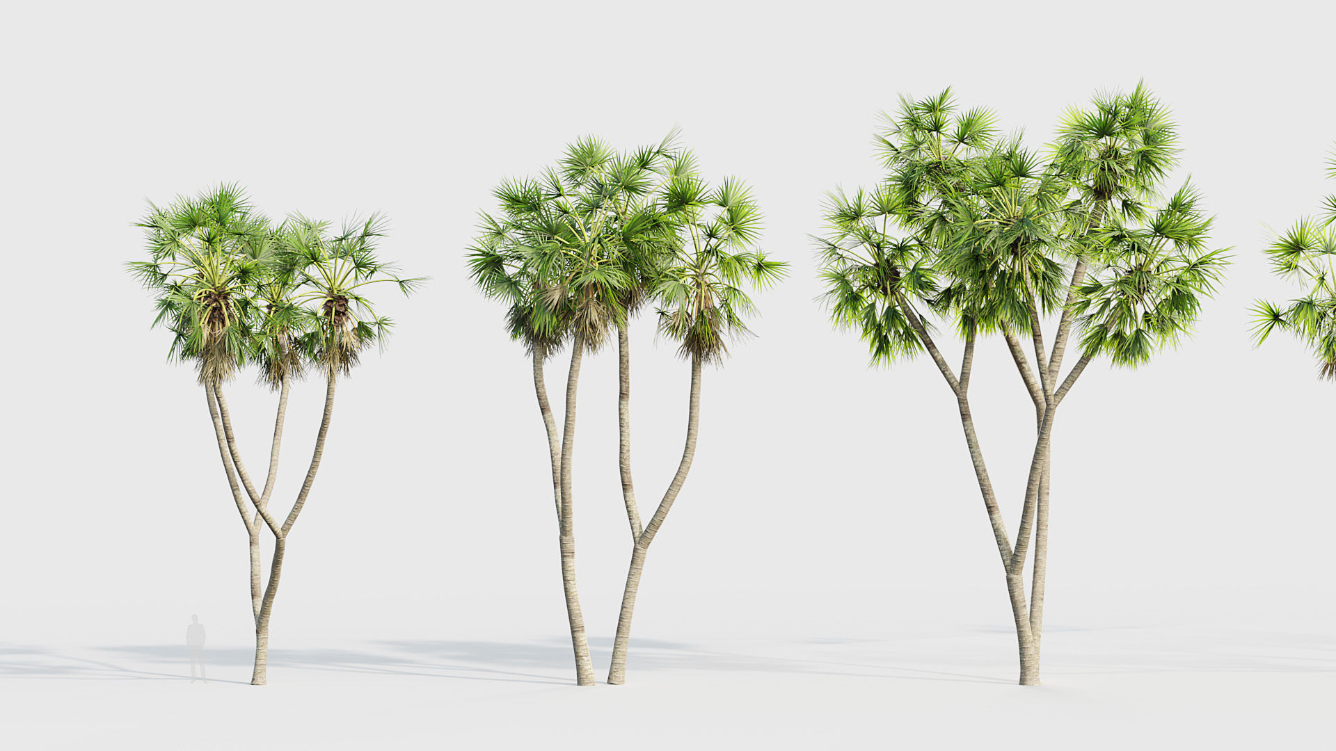 Hyphaene thebaica Doum Palm 3D model | CGTrader