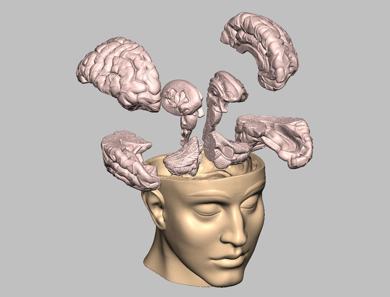 Human Brain Medical Model For Educational Purposes 3D model 3D ...