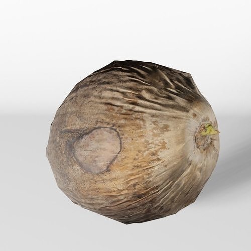 3D model dried coconut tropical fruit VR / AR / low-poly | CGTrader