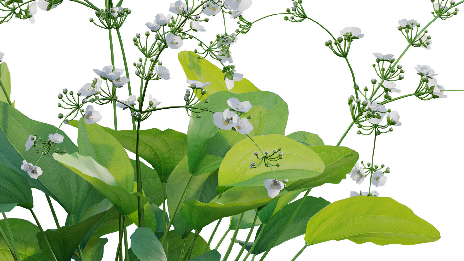 Echinodorus cordifolius - Creeping Burhead 3D model | CGTrader