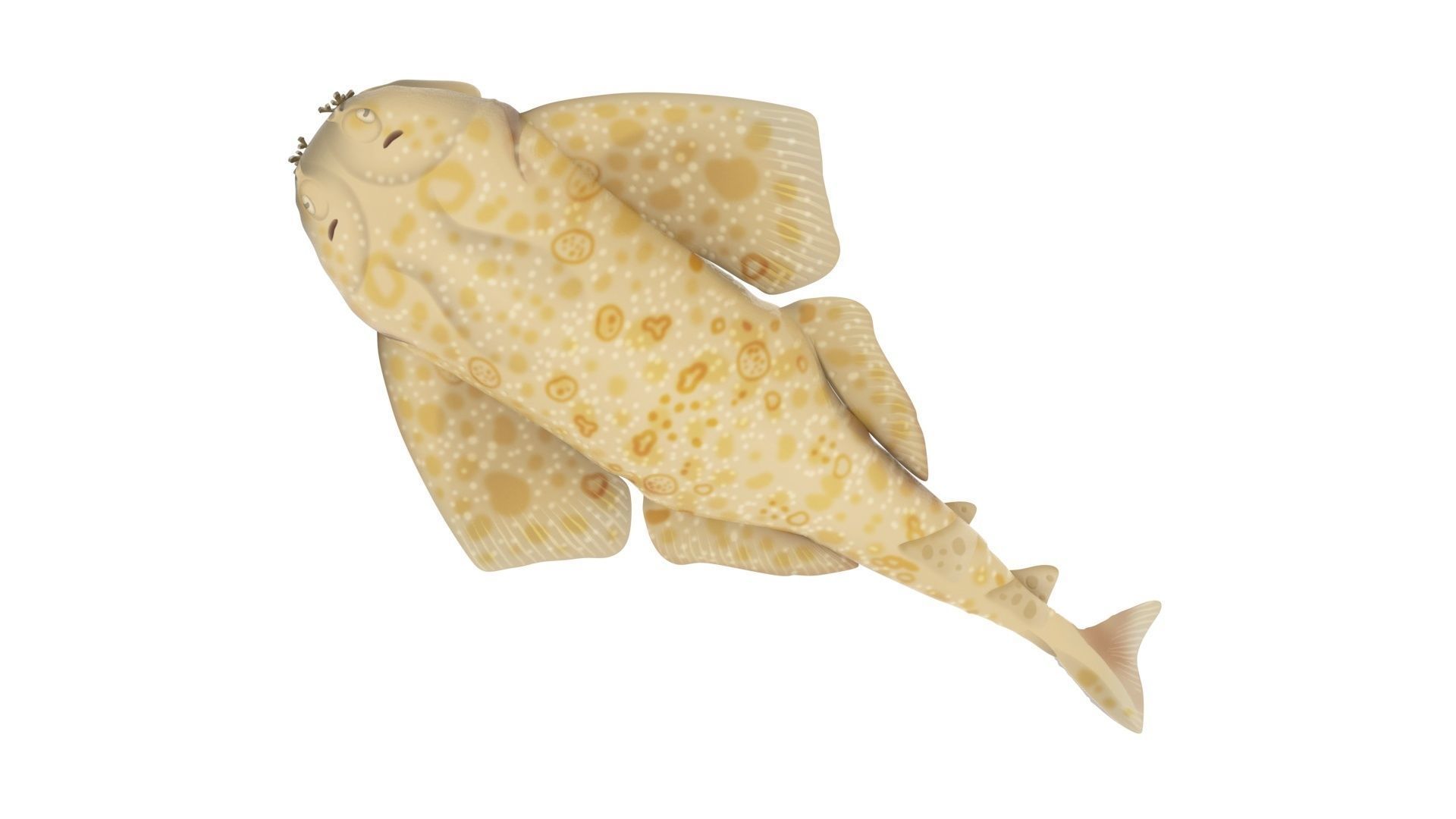 Angel Shark 3d Model Cgtrader