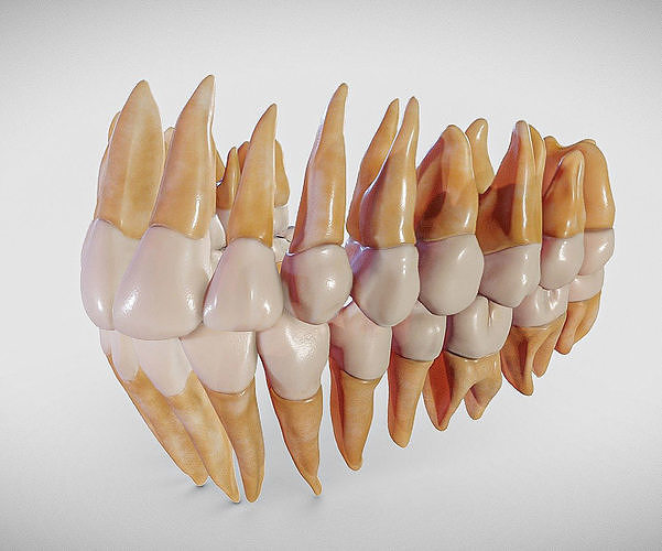 Teeth Dentistry 3D model | CGTrader