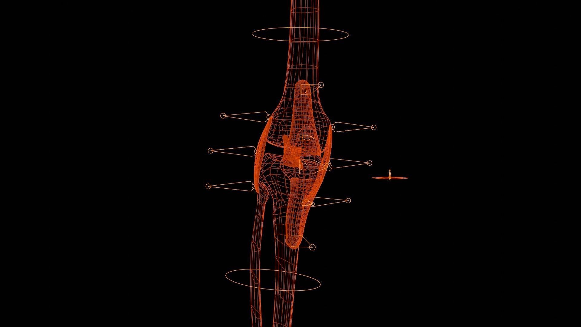 3D model Knee anatomy template VR / AR / low-poly | CGTrader