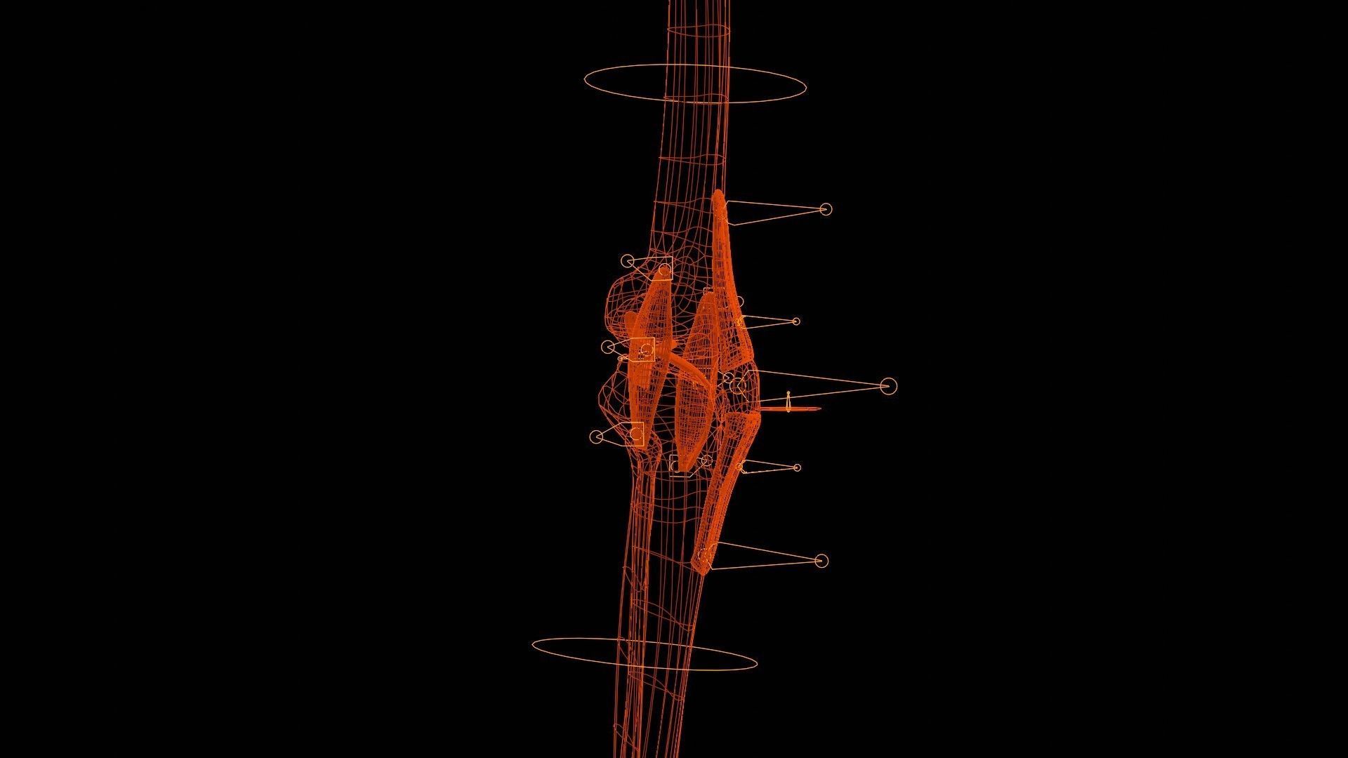 3D model Knee anatomy template VR / AR / low-poly | CGTrader