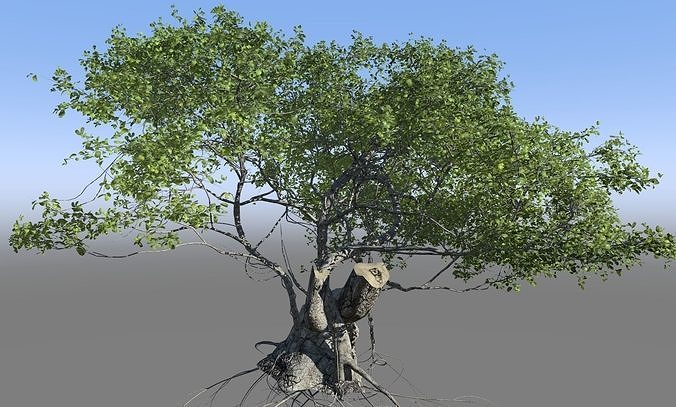 3D model 4 curved banyan tree02 Pack VR / AR / low-poly | CGTrader