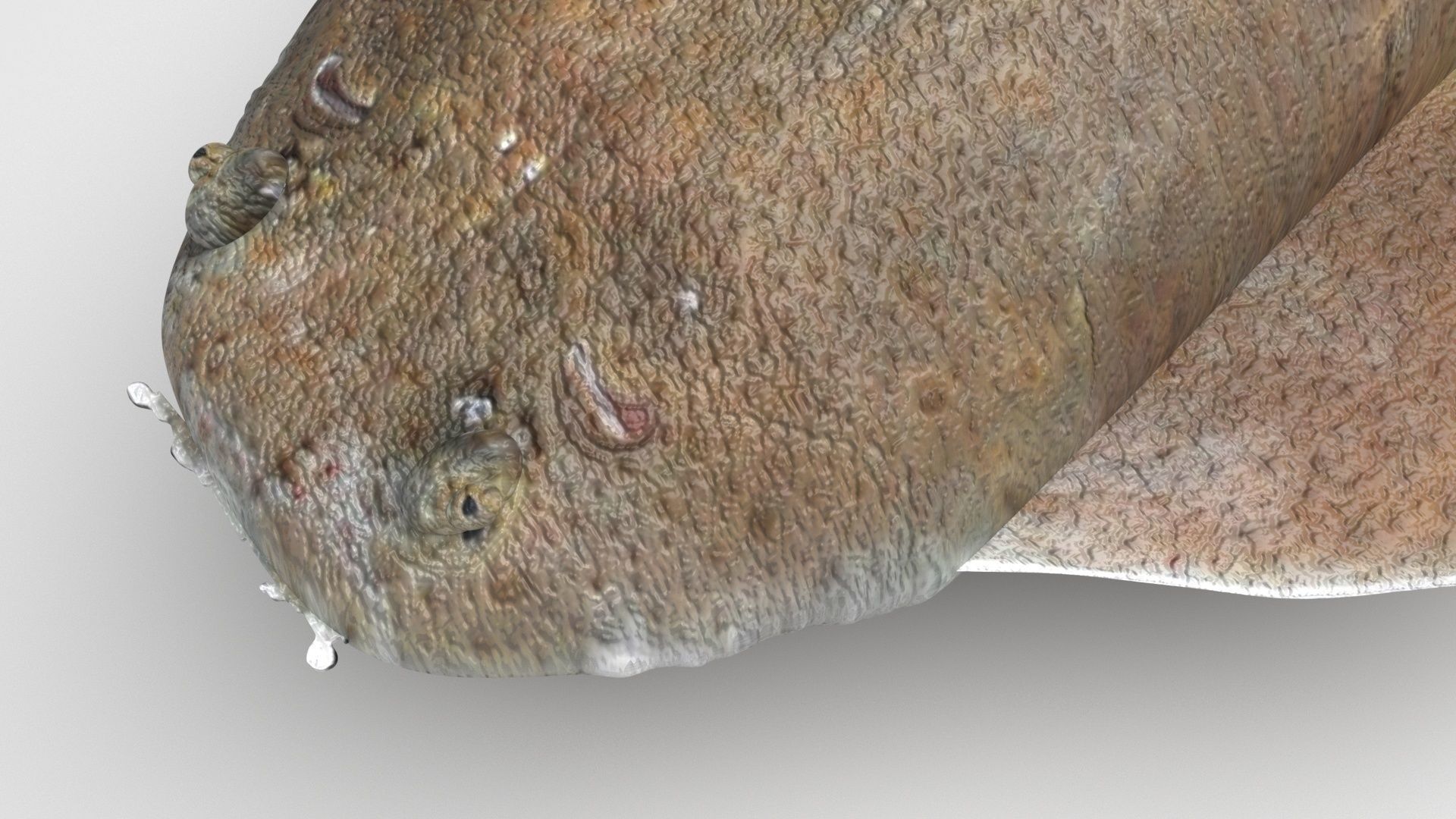 Angel Shark 3D model | CGTrader