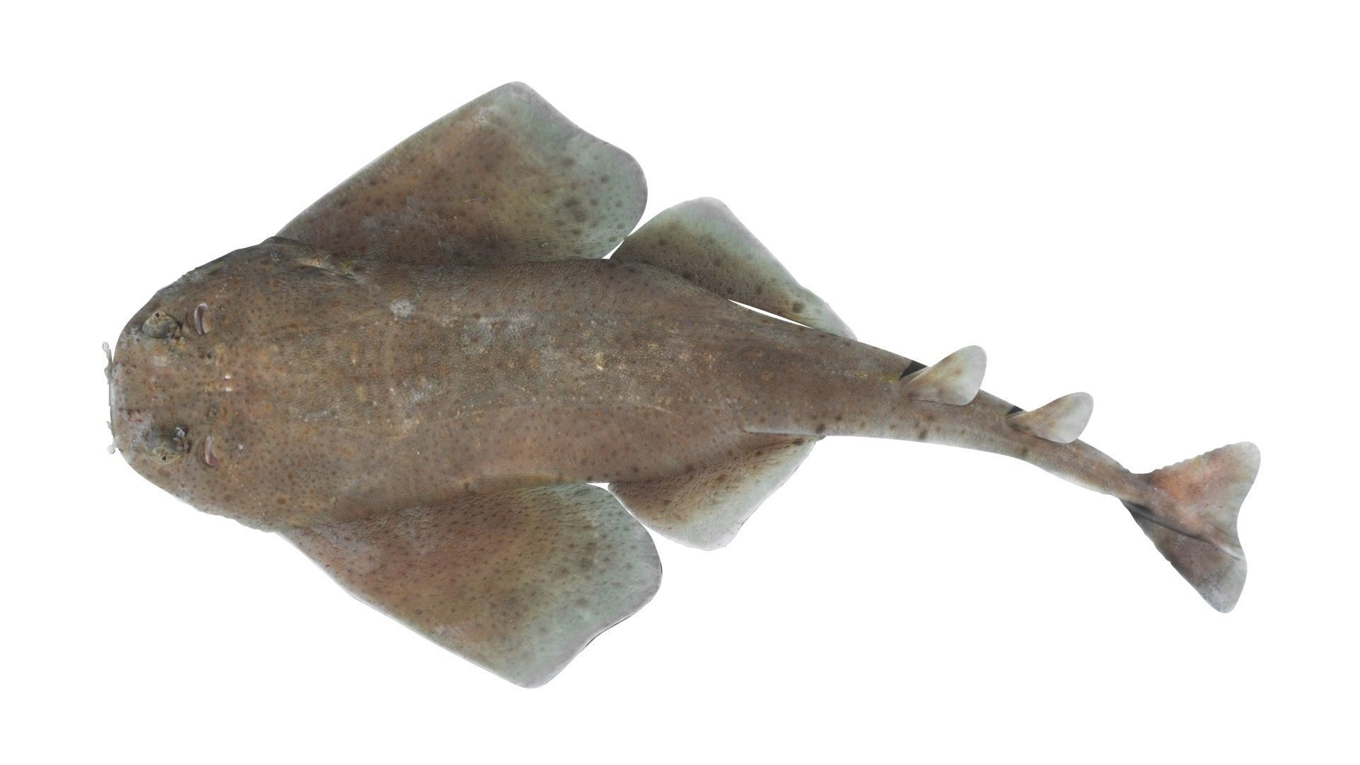 Angel Shark 3D model | CGTrader