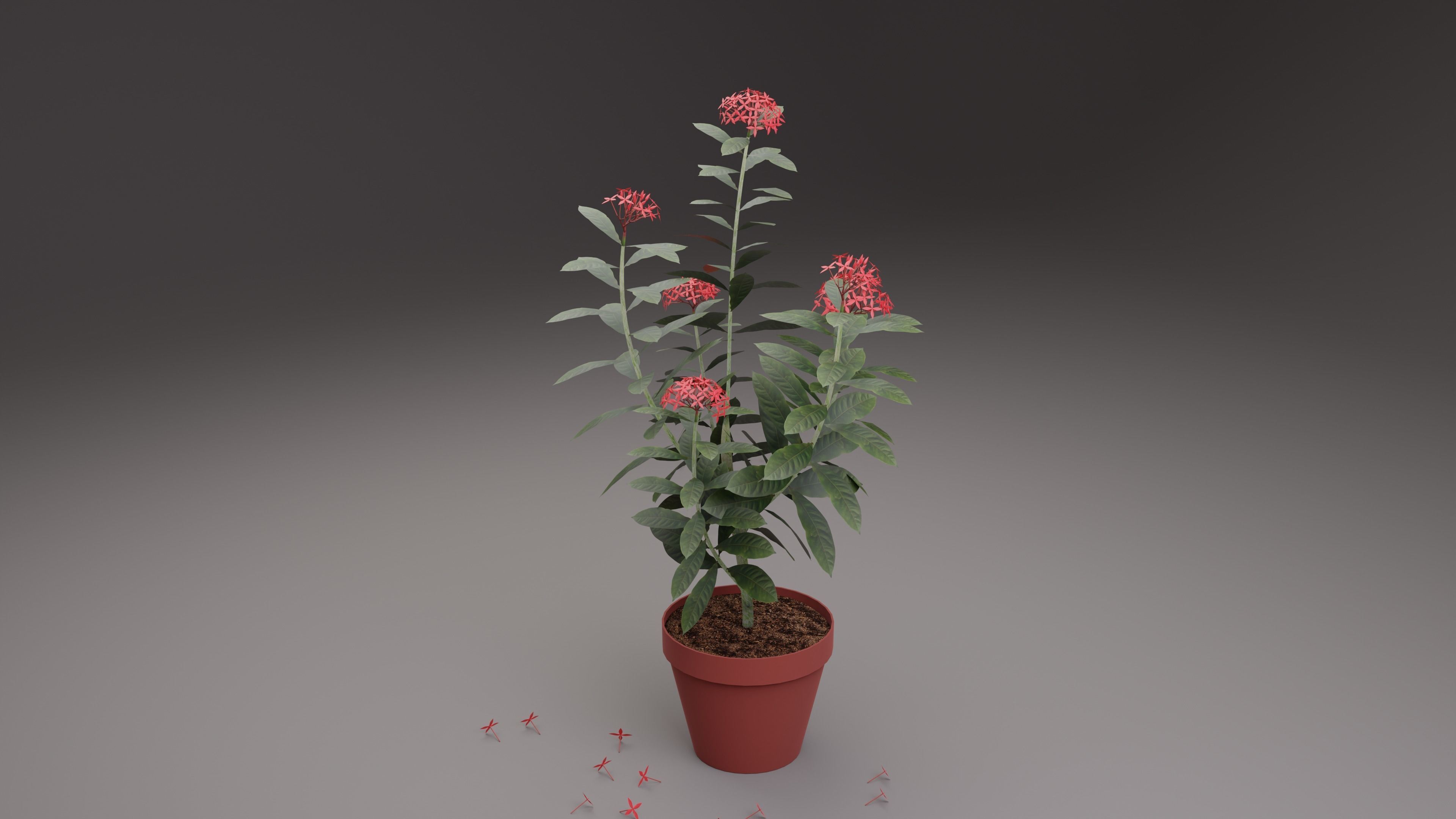 3D model Ixora Plant VR / AR / low-poly | CGTrader