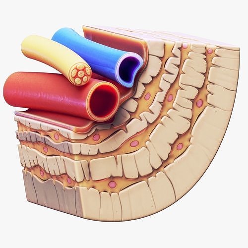 Canaliculi Compact Bone Model Labeled