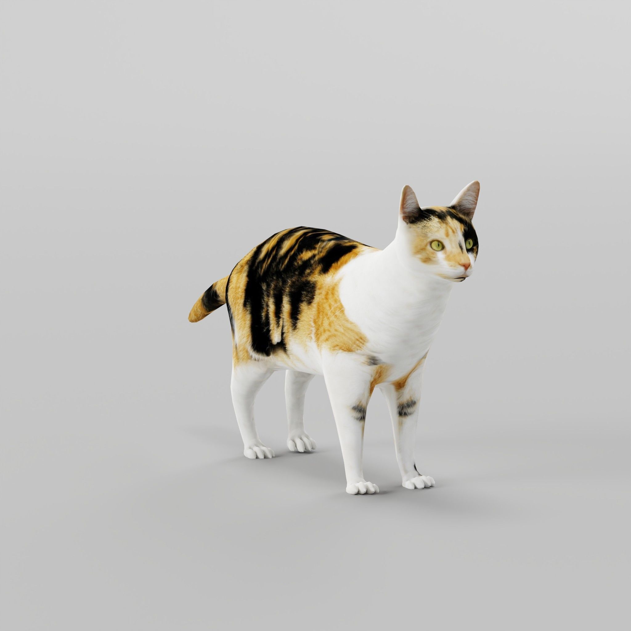 Calico Cat 3D model animated rigged | CGTrader