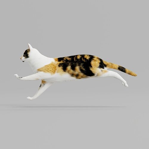 Calico Cat 3D model animated rigged | CGTrader