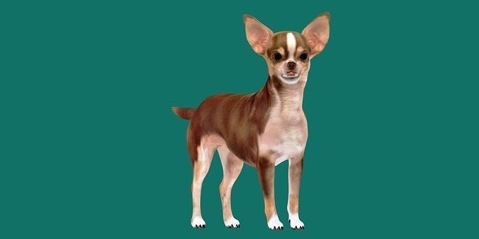 Chihuahua Game Ready 3D model animated rigged | CGTrader