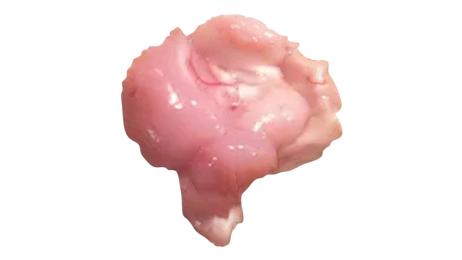 Chicken Brain 3D model | CGTrader