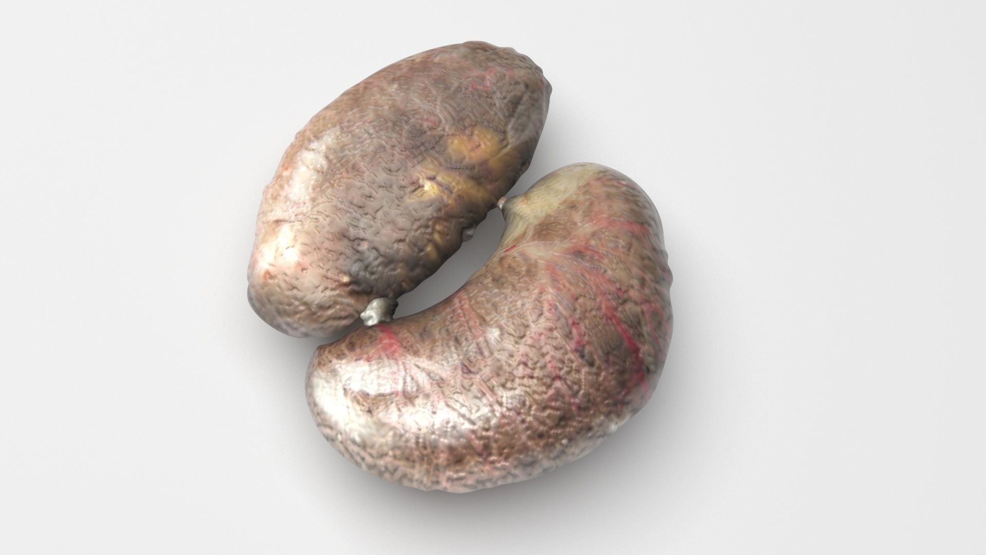 Chicken Kidneys 3D model | CGTrader
