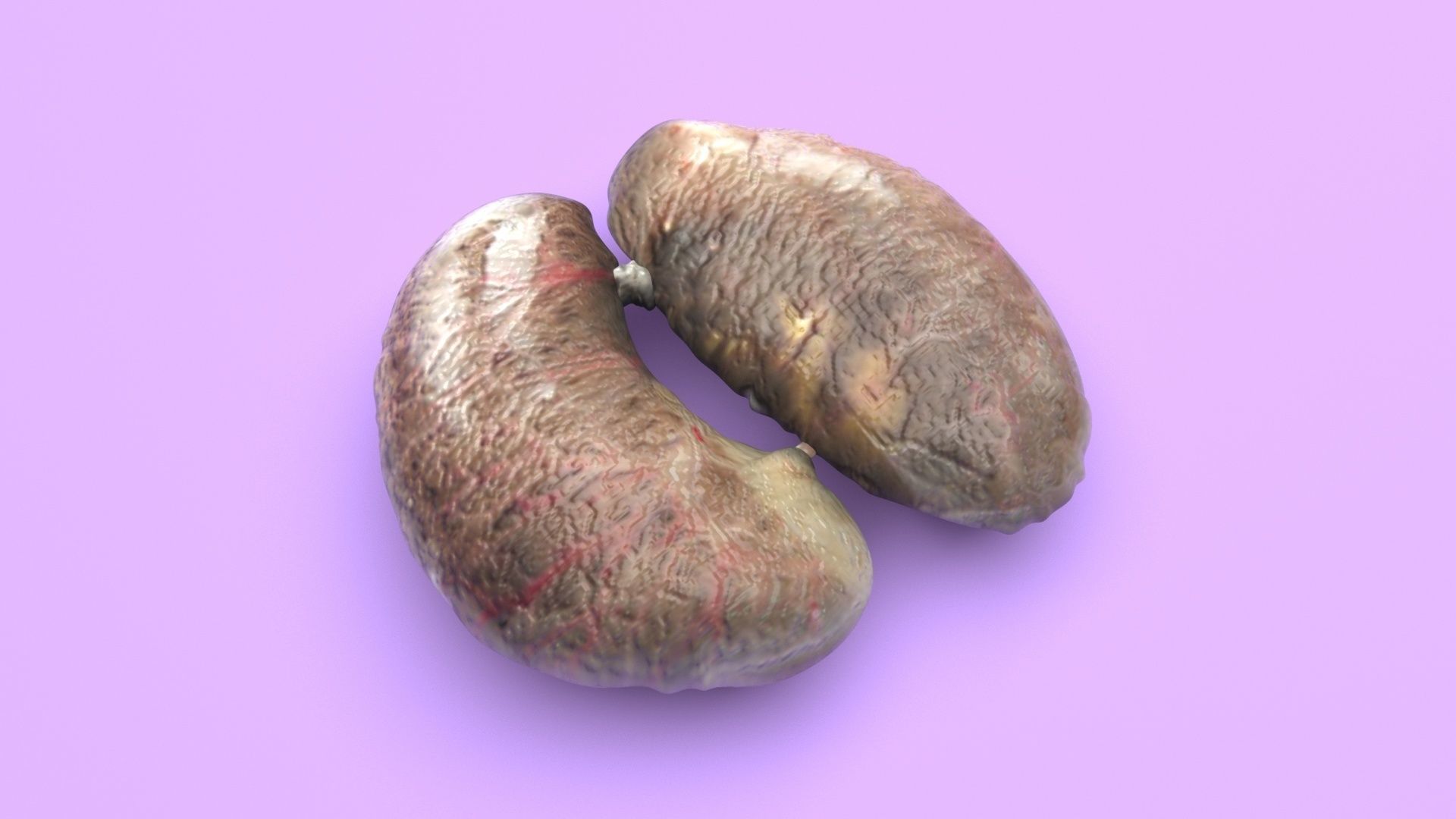 Chicken Kidneys 3D model | CGTrader