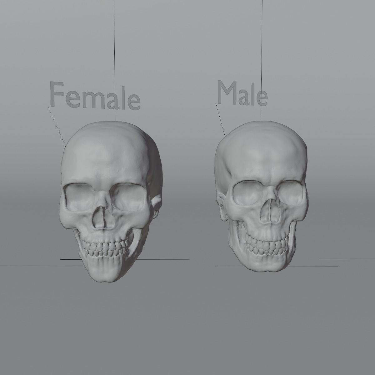 Skull human 3D print model 3D model | CGTrader
